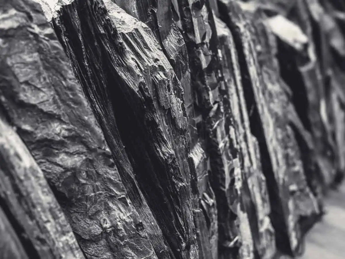 Gray Things: 32 Things That Are Gray in Nature