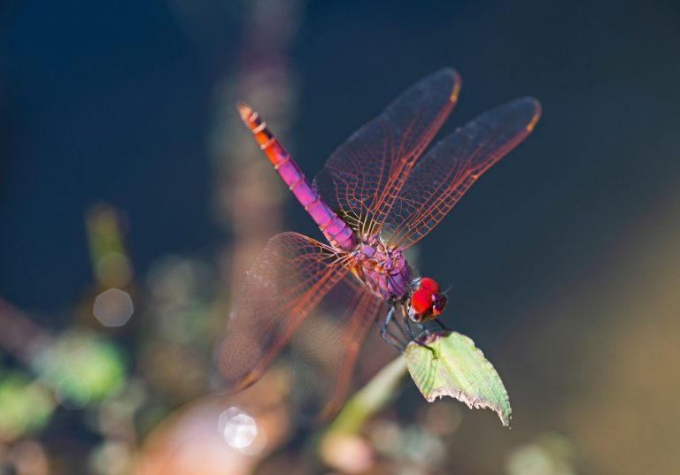 10 Dragonfly Colors and Their Meanings