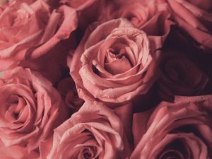 13 Rose Color Meanings and Symbolism