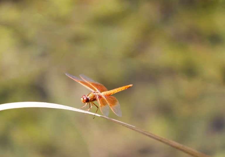 10 Dragonfly Colors and Their Meanings