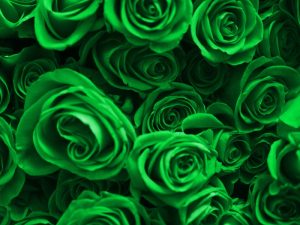 13 Rose Color Meanings and Symbolism