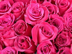 13 Rose Color Meanings and Symbolism