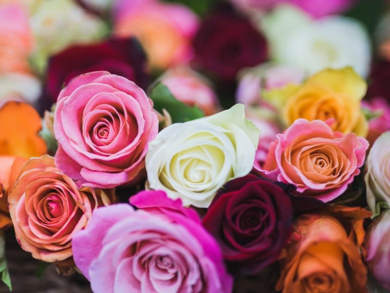 13 Rose Color Meanings and Symbolism